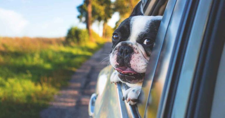 Pet Proofing Your Vehicle's Interior » NAPA Blog